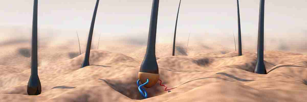 Haar Anatomie – Dr. İsmail Aslan